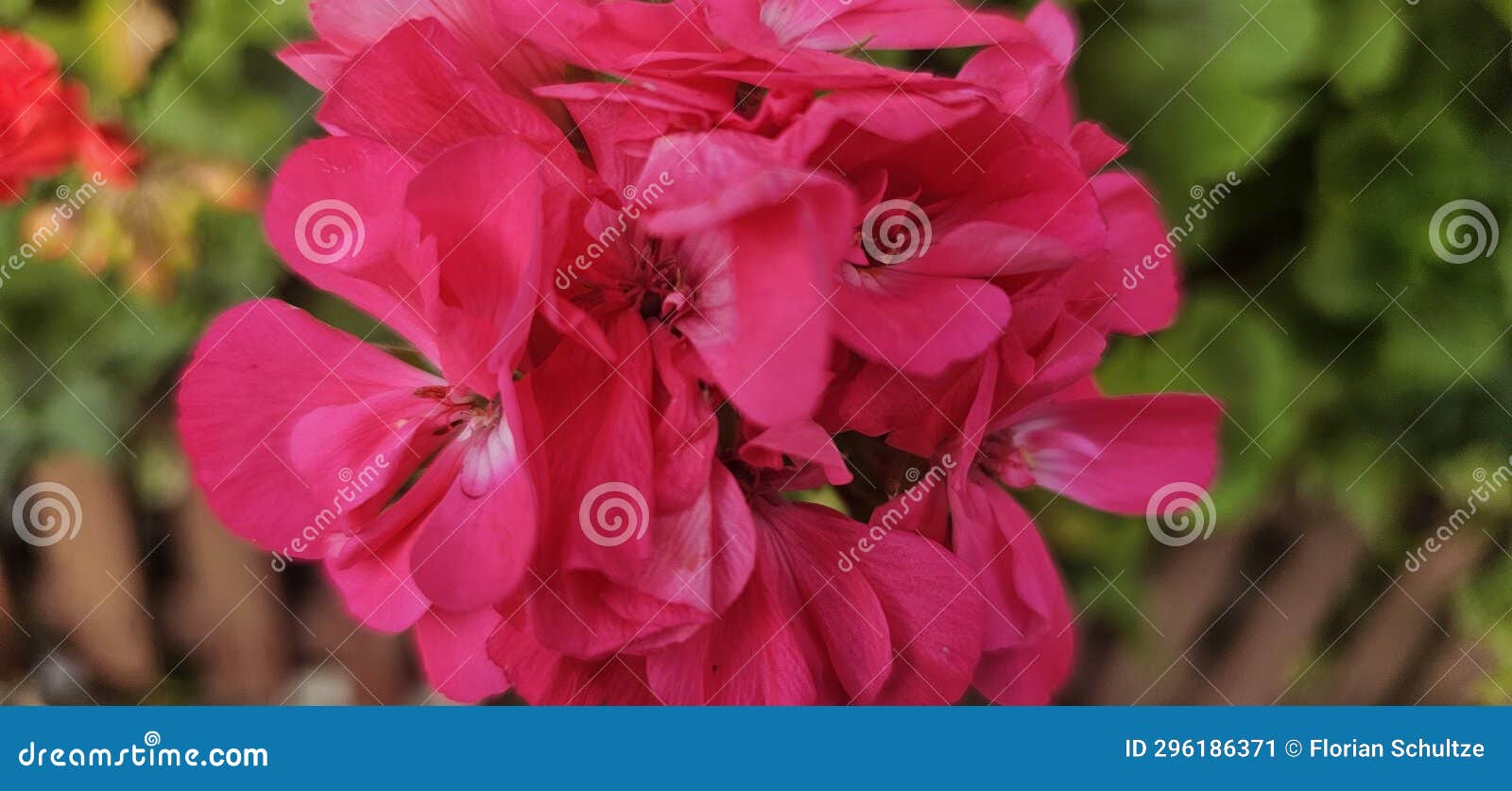 Pelargonium × Hortorum or Zonal Geranium Stock Image - Image of ...