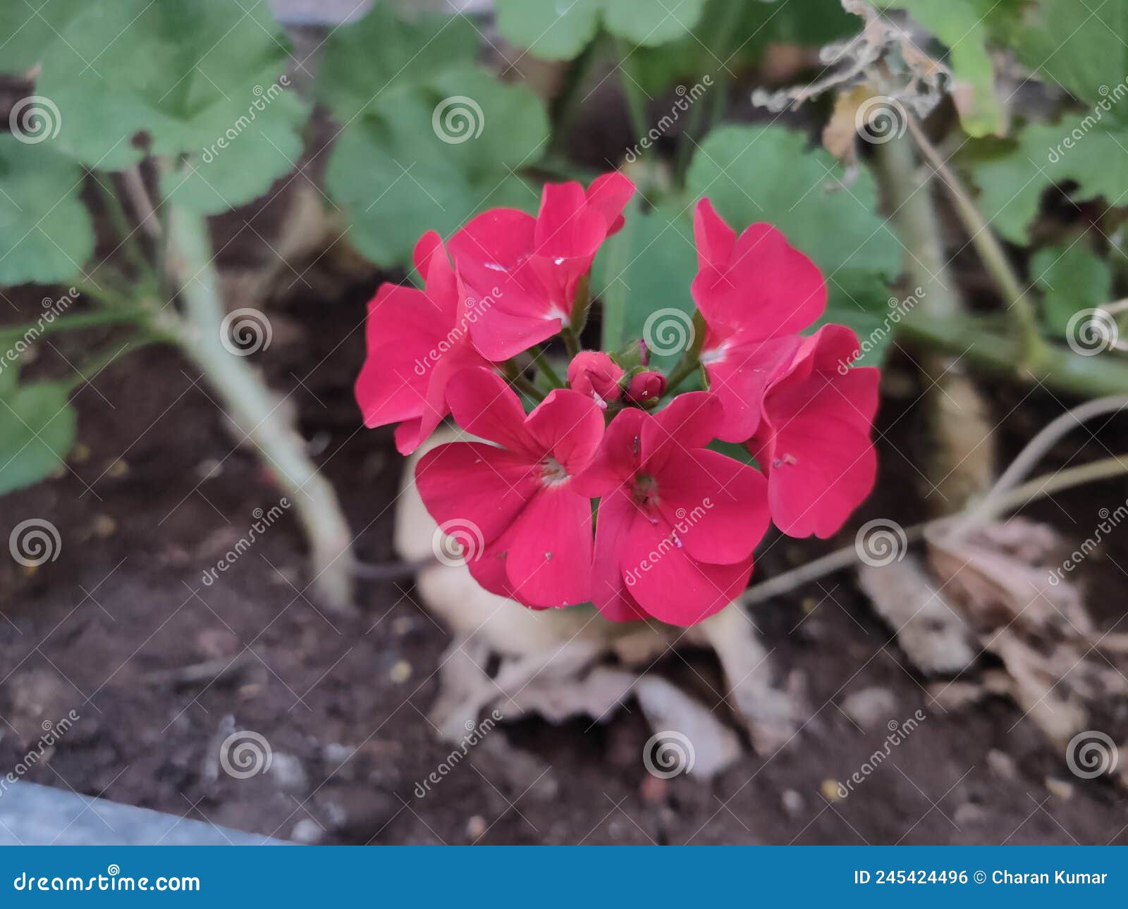 Pelargonium Inquinans Flower Stock Photo - Image of garden, petal ...
