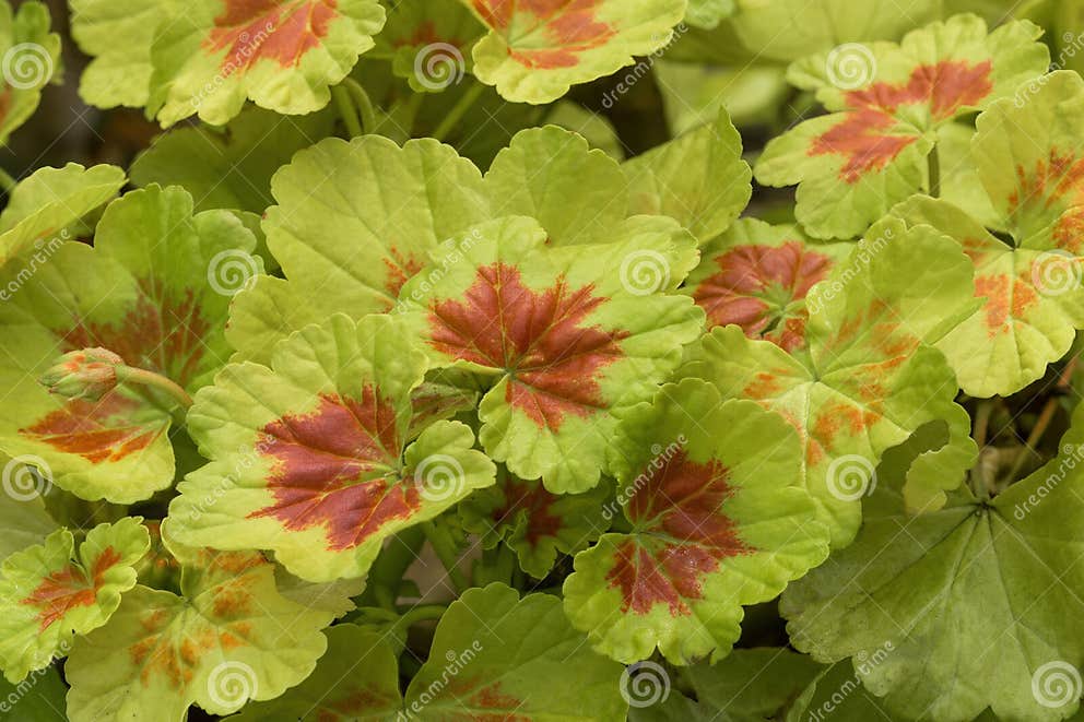 Pelargonium Occold Shield Geranium Showy Foliage Stock Image - Image of ...