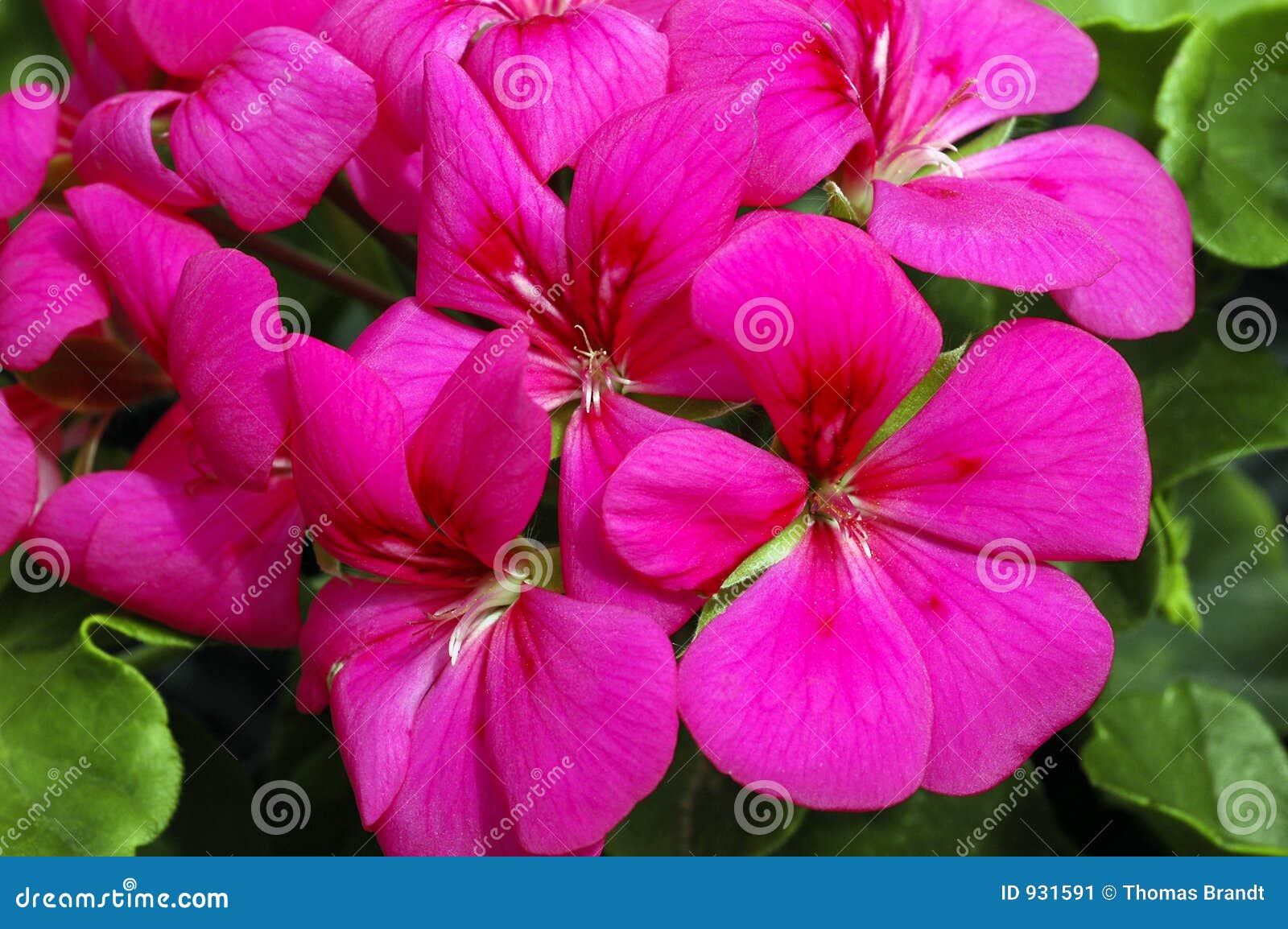Ivy-leaf Geranium flower stock image. Image of floral, petal - 931591