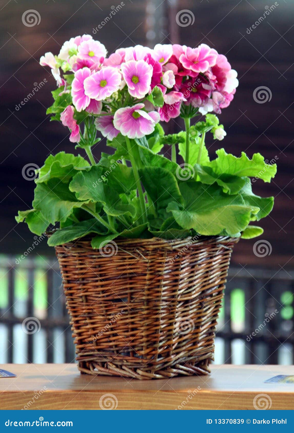 Pelargonium in the pot stock image. Image of potted, cowslip - 13370839