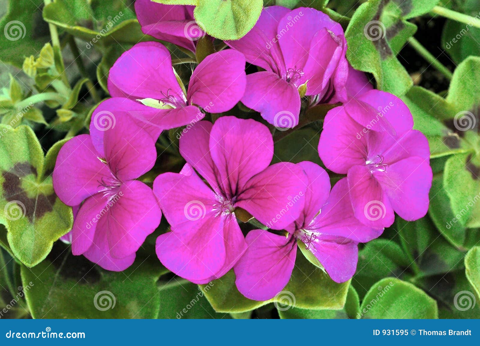 Pelargonium Purple Blizzard Stock Image - Image of bloom, flowering: 931595