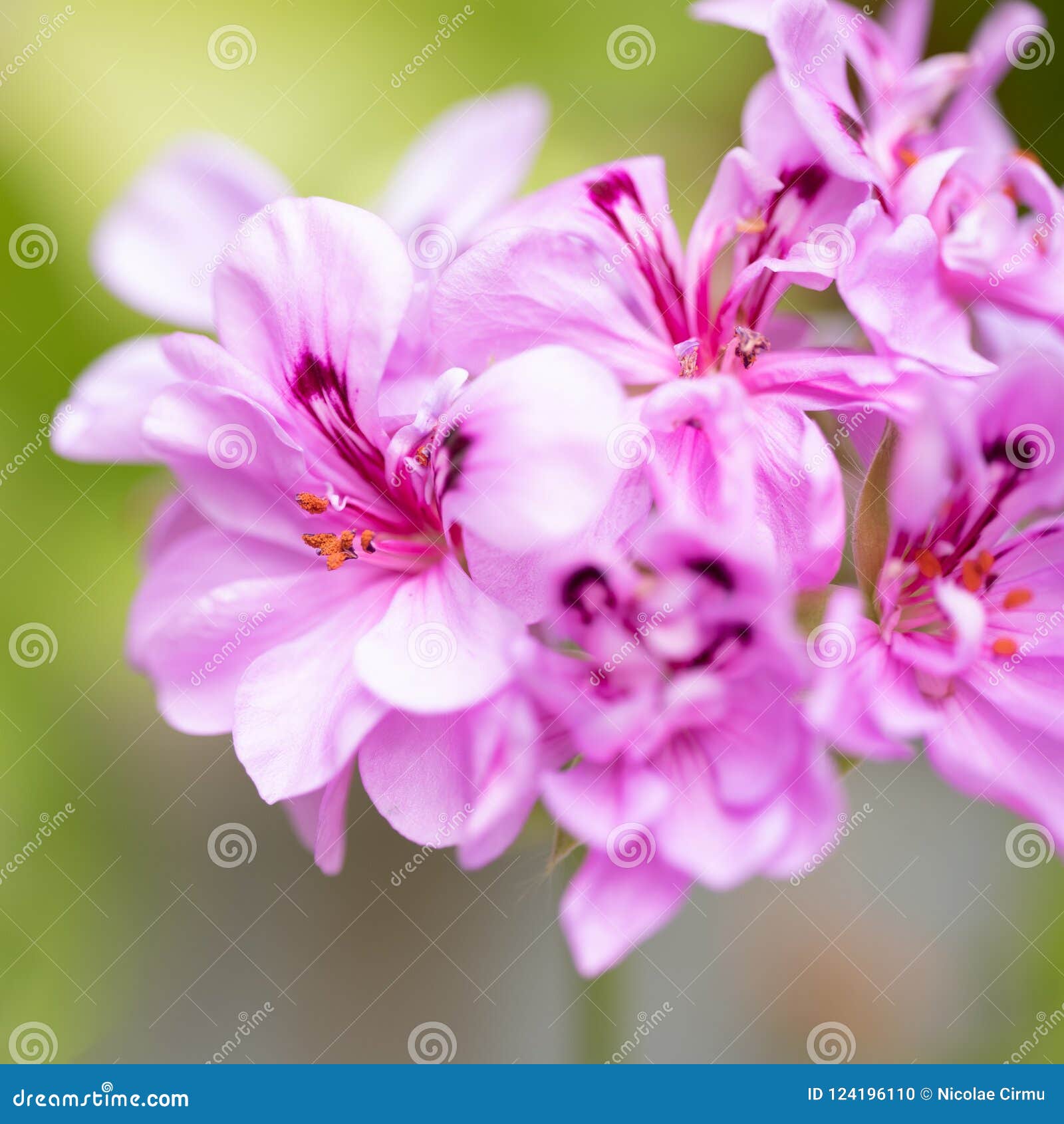 Pelargonium Rosado, Rayado, Geranio Foto de archivo - Imagen de ...