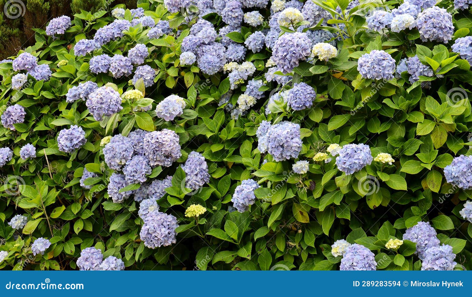 Pelargonium a Typical Flower of the Azores Islands. Stock Photo - Image ...