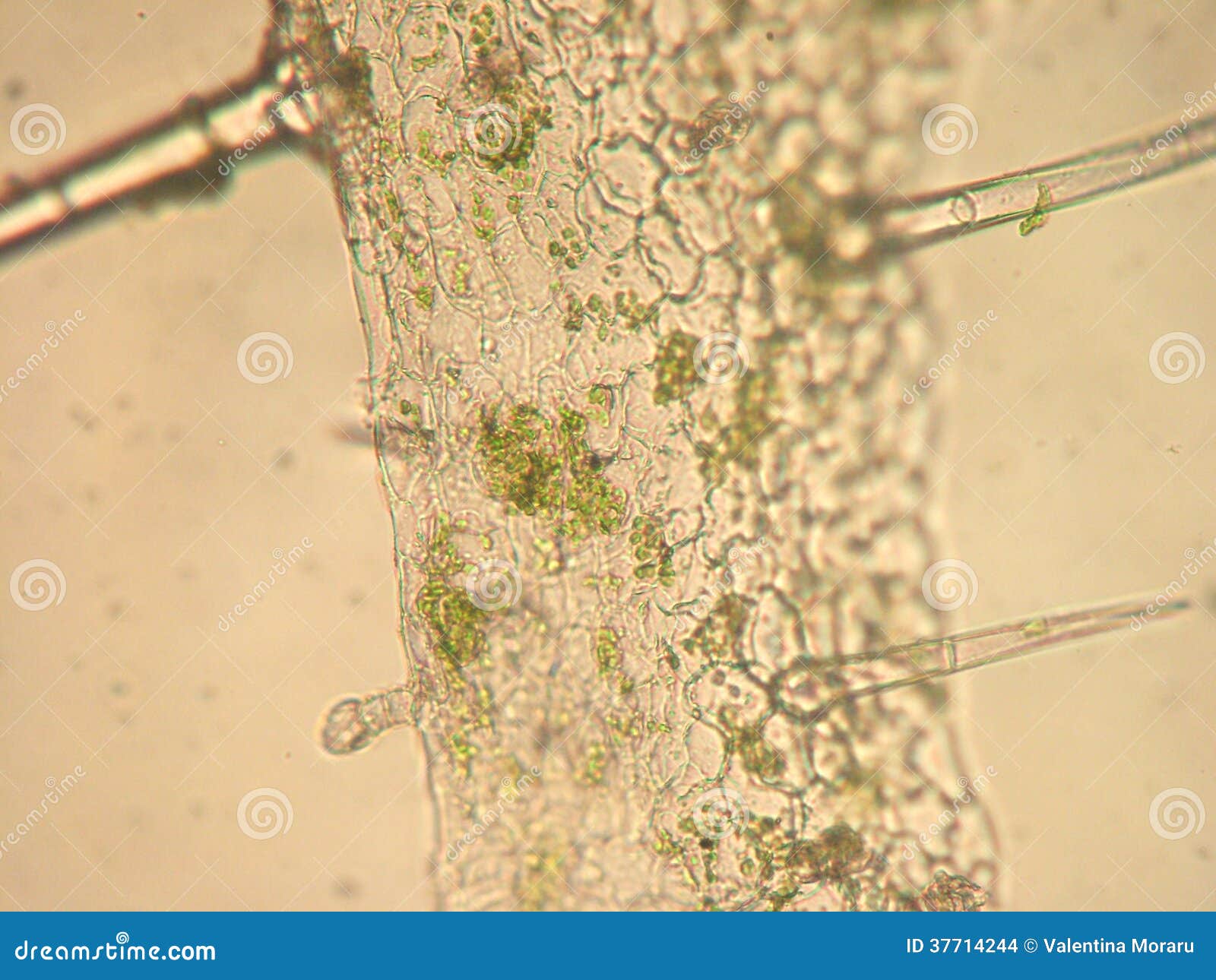 Pelargonium Zonale, Geranium, Zonal Geranium Or Zonal Pelargonium, Is A ...