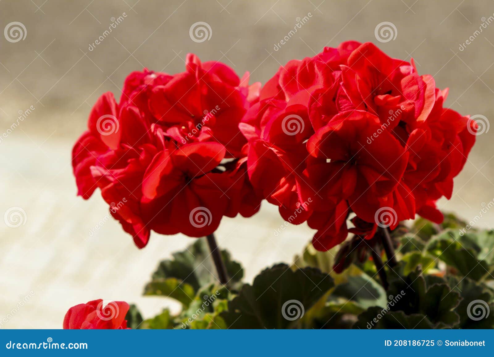 Pelargonium Zonale, Geranium, Zonal Geranium Or Zonal Pelargonium, Is A ...