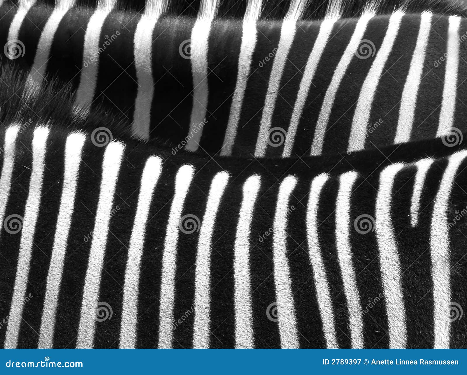 Pele da zebra imagem de stock. Imagem de irregular, fauna - 2789397