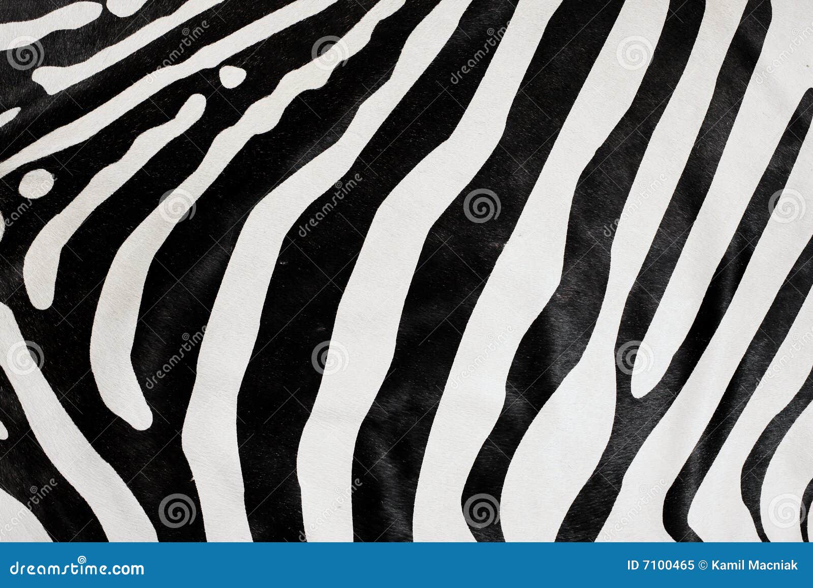 Pele da zebra imagem de stock. Imagem de listras, selvagem - 7100465