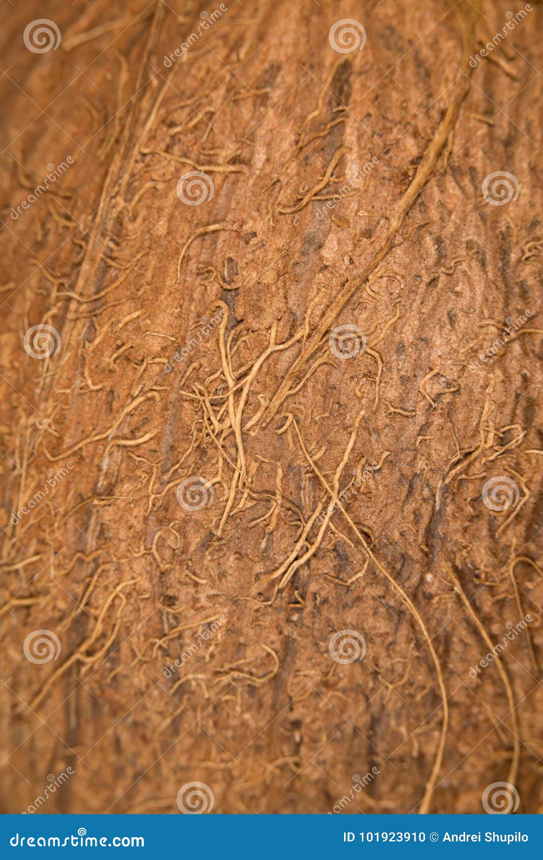 Pele El Coco Como Fondo Macro Estupenda Foto de archivo - Imagen de ...