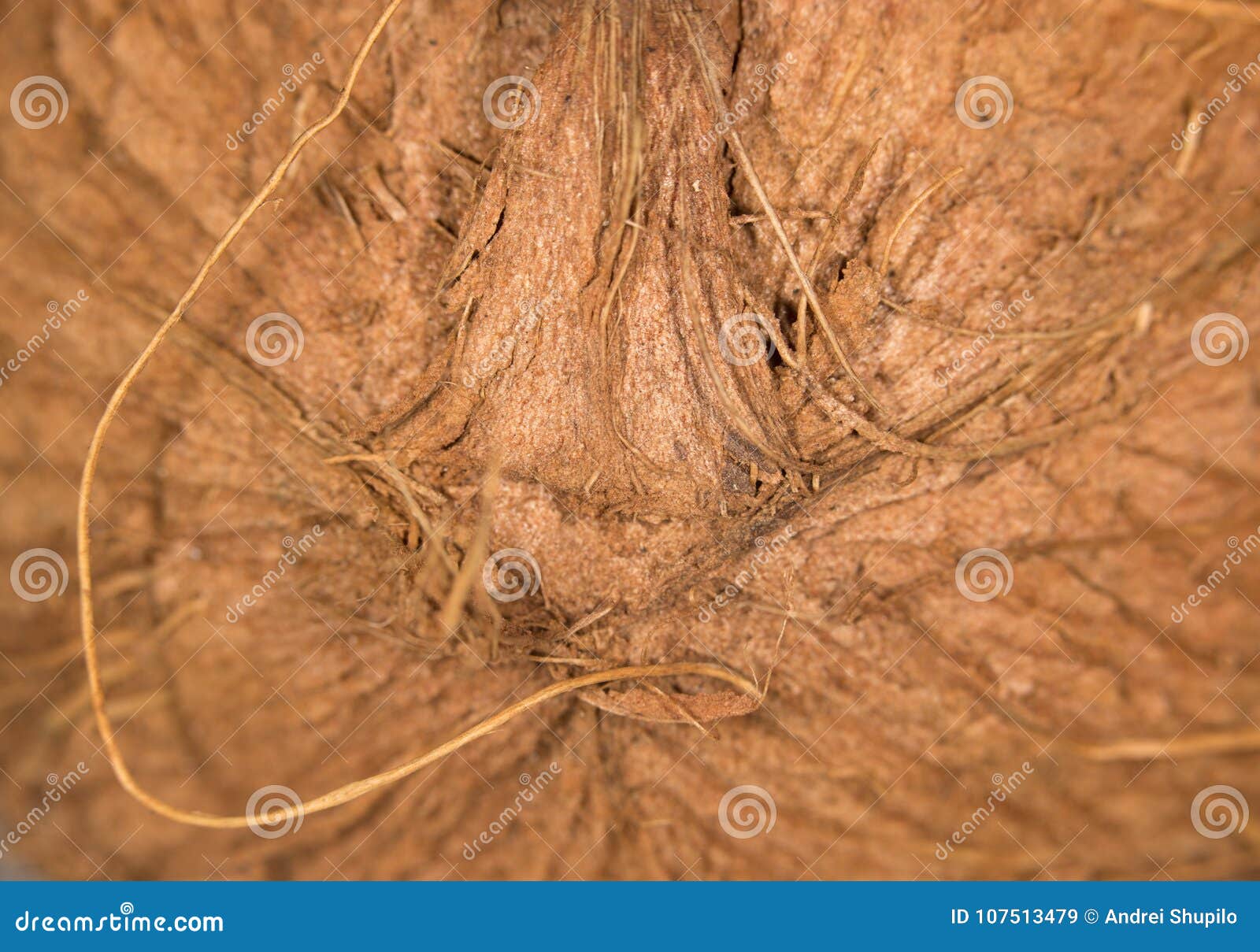 Pele El Coco Como Fondo Macro Estupenda Imagen de archivo - Imagen de ...