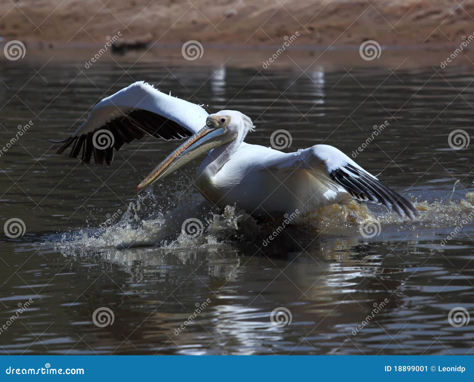 Pelecanus stock image. Image of closeup, head, landing - 18899001