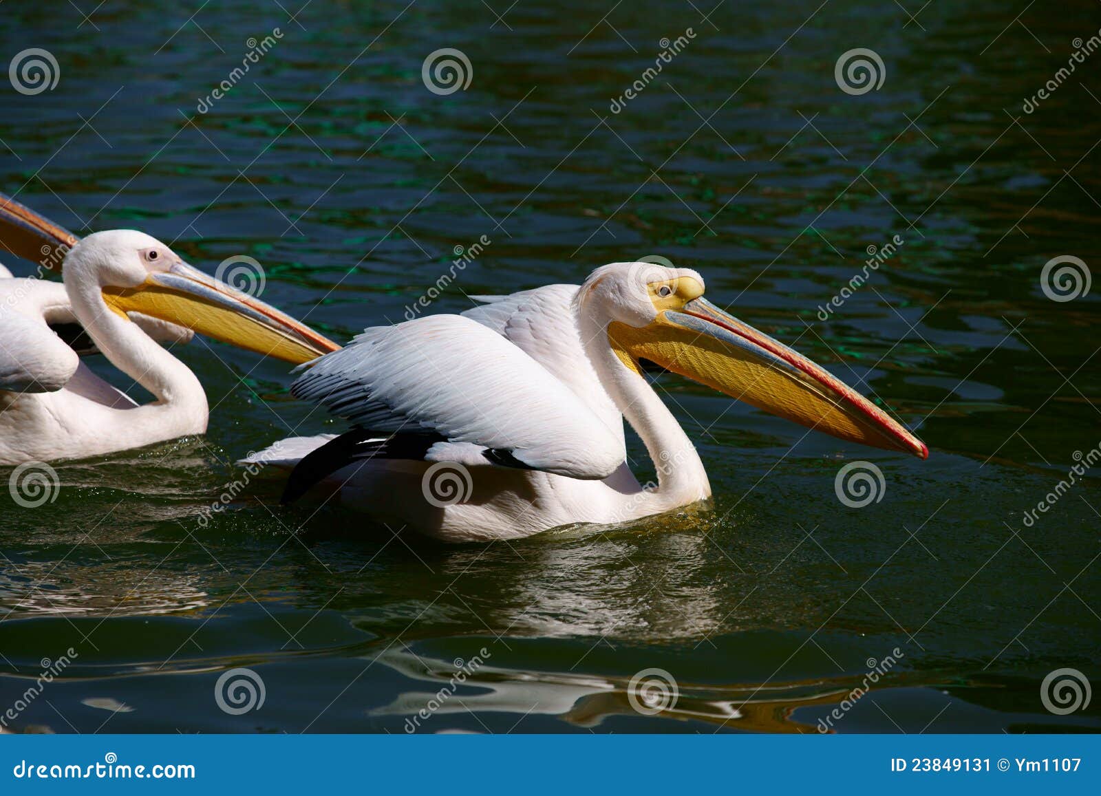 Pelecanus onocrotalus stock image. Image of ecology, idyllic - 23849131