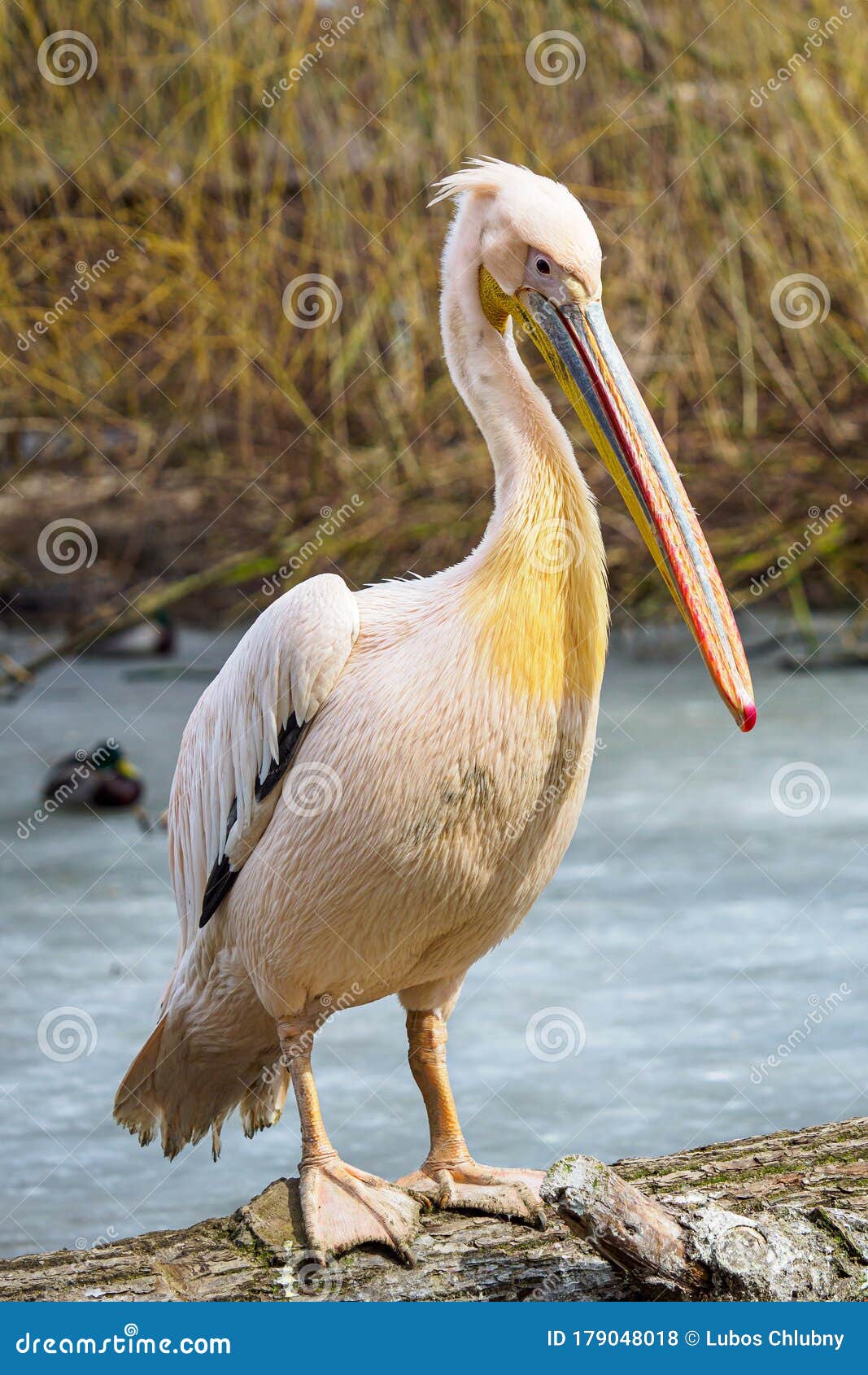 Pelecanus Onocrotalus Also Known As the Eastern White Pelican, Rosy ...