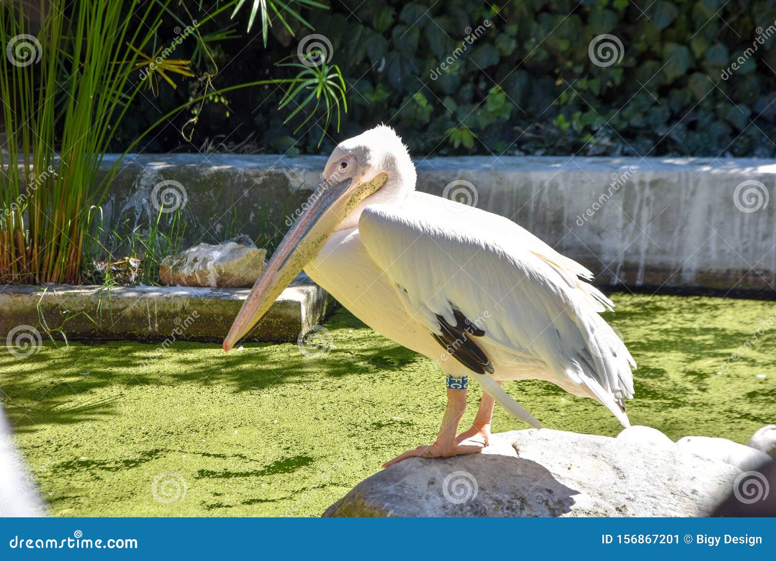 Pelecanus Onocrotalus Stock Images - Download 4,751 Royalty Free Photos