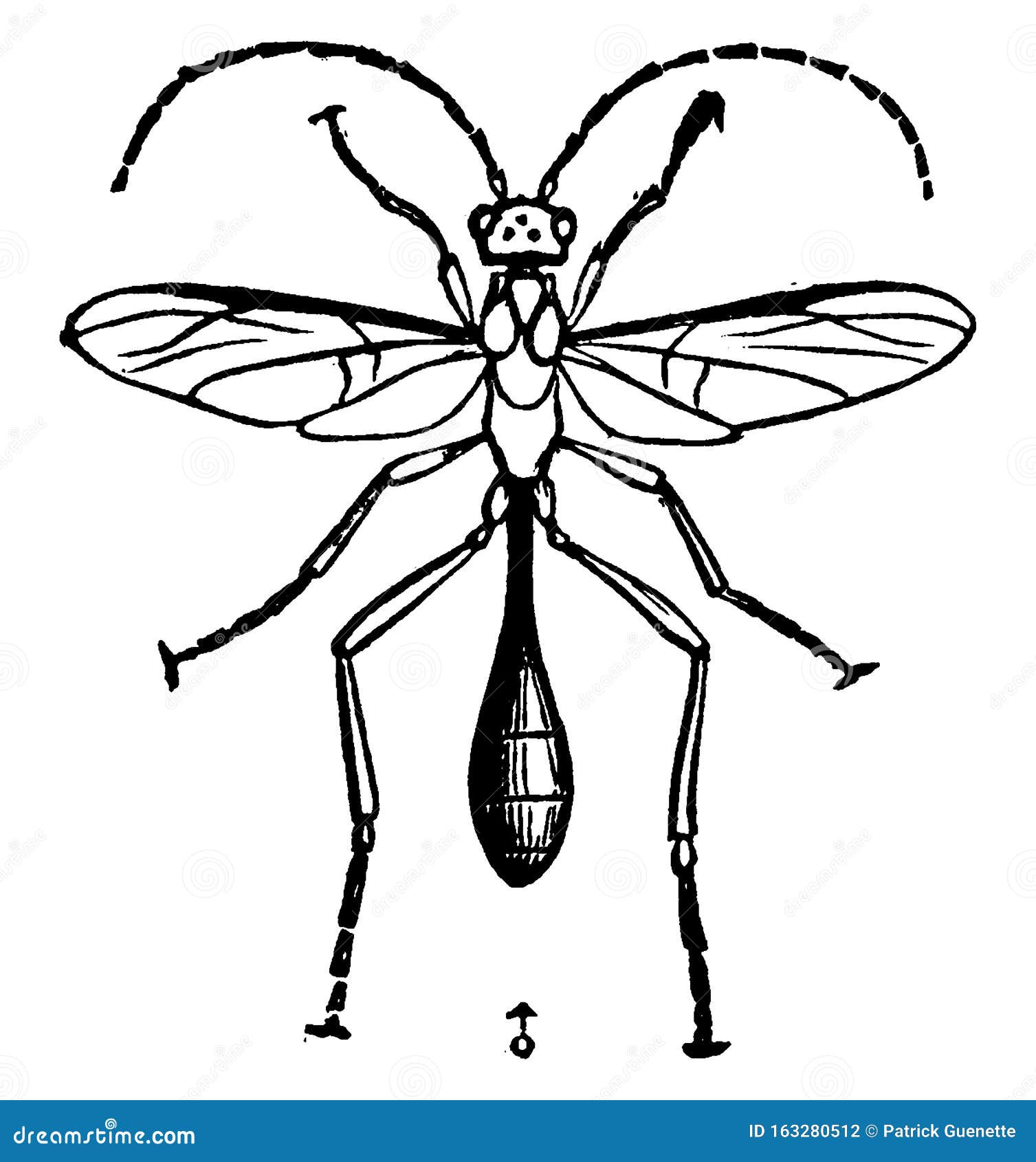 Pelecinid Wasp, Vintage Illustration Stock Vector - Illustration of ...