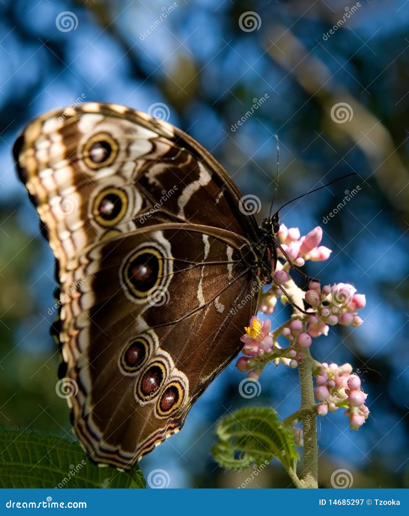 Peleides Blue Morpho stock image. Image of invertebrate - 14685297