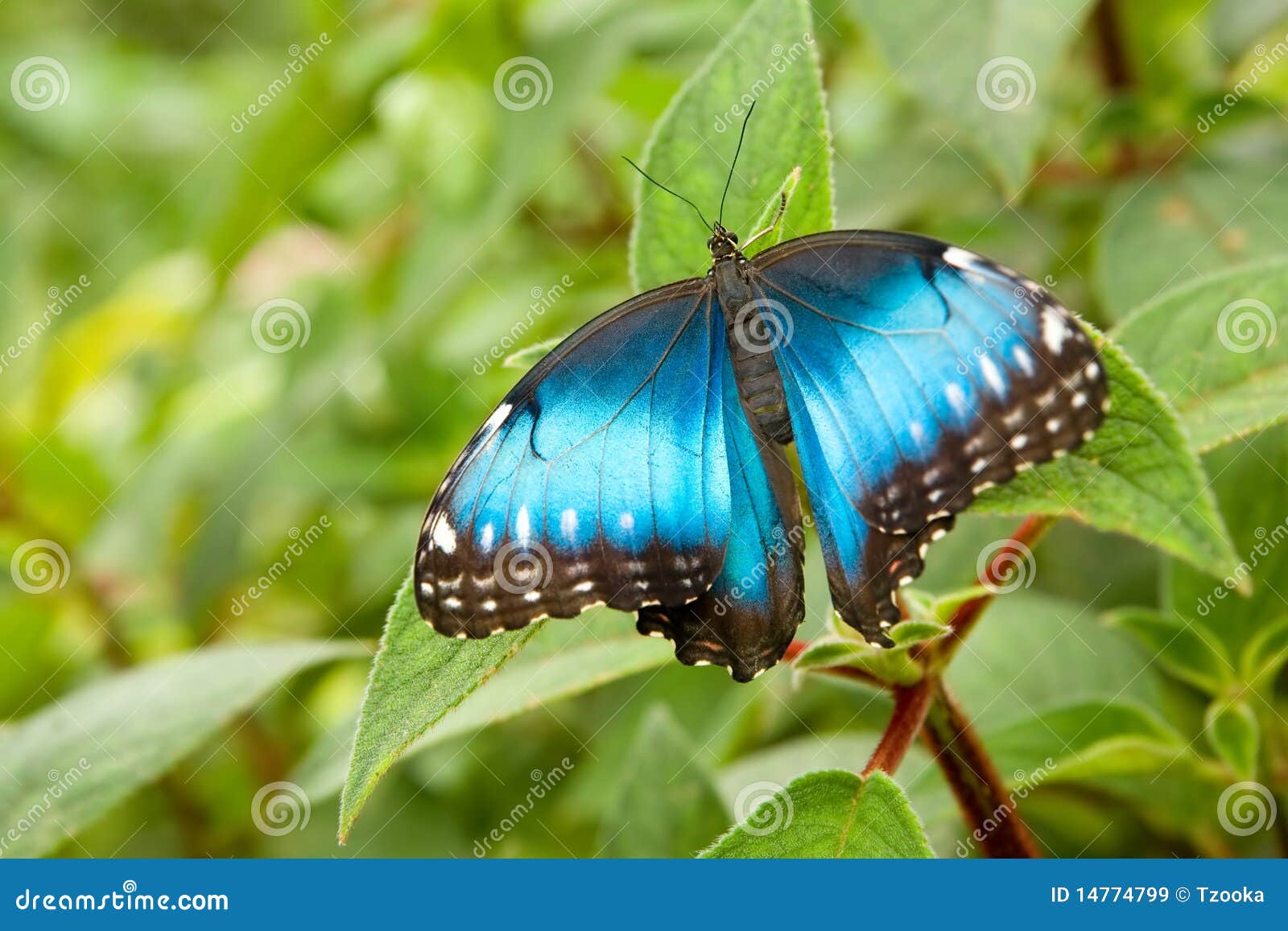Peleides Blue Morpho stock image. Image of morpho, close - 14774799