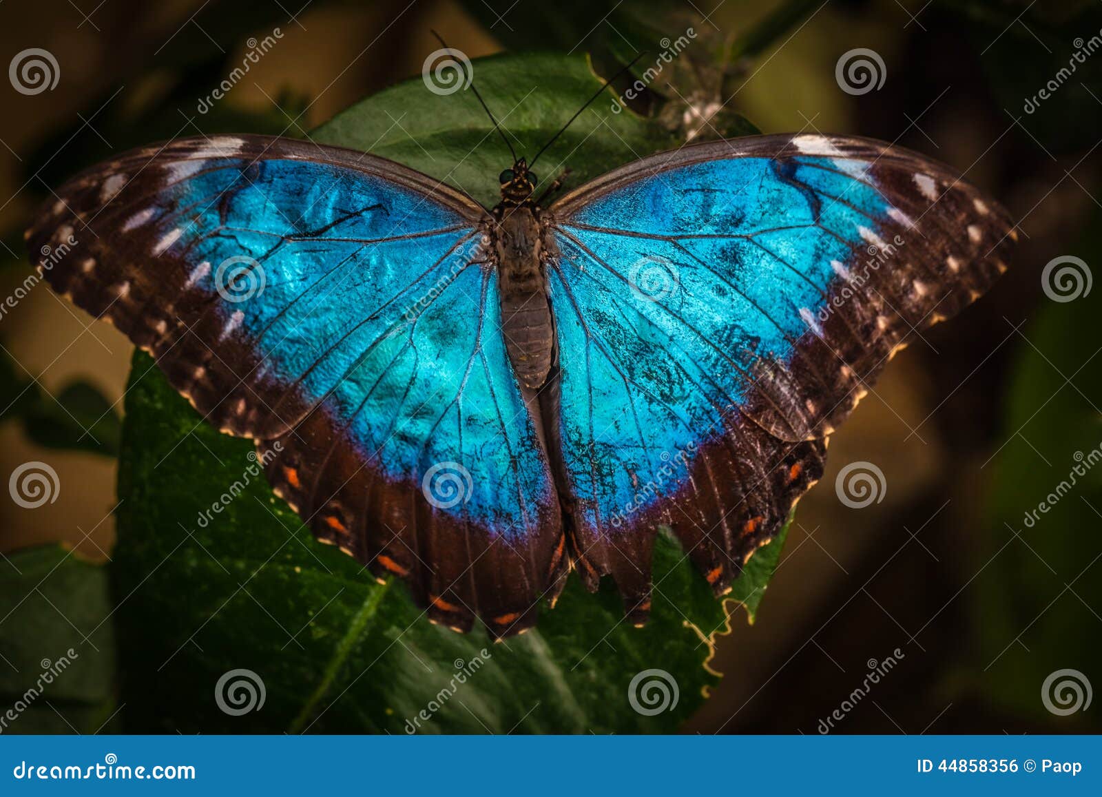 Peleides Blue Morpho Butterfly Stock Photo - Image of elegant, nature ...