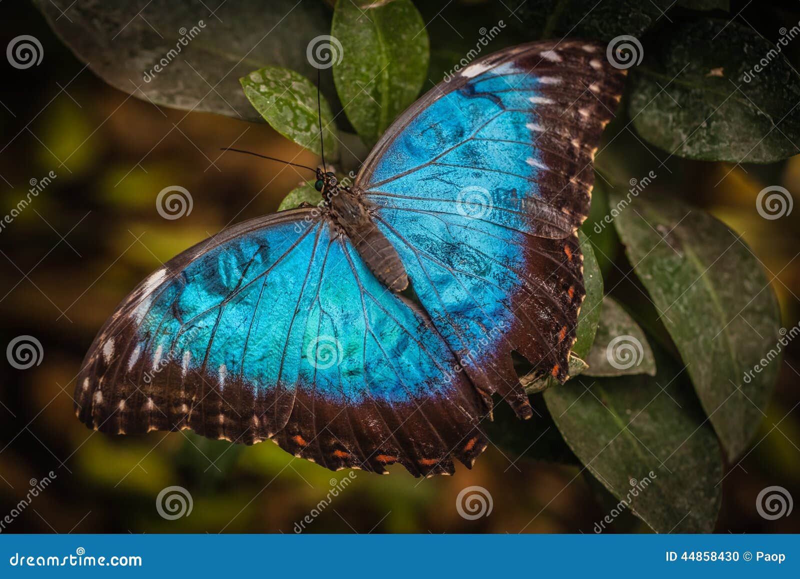 Peleides Blue Morpho Butterfly Is On A Green Leaf Royalty-Free Stock ...