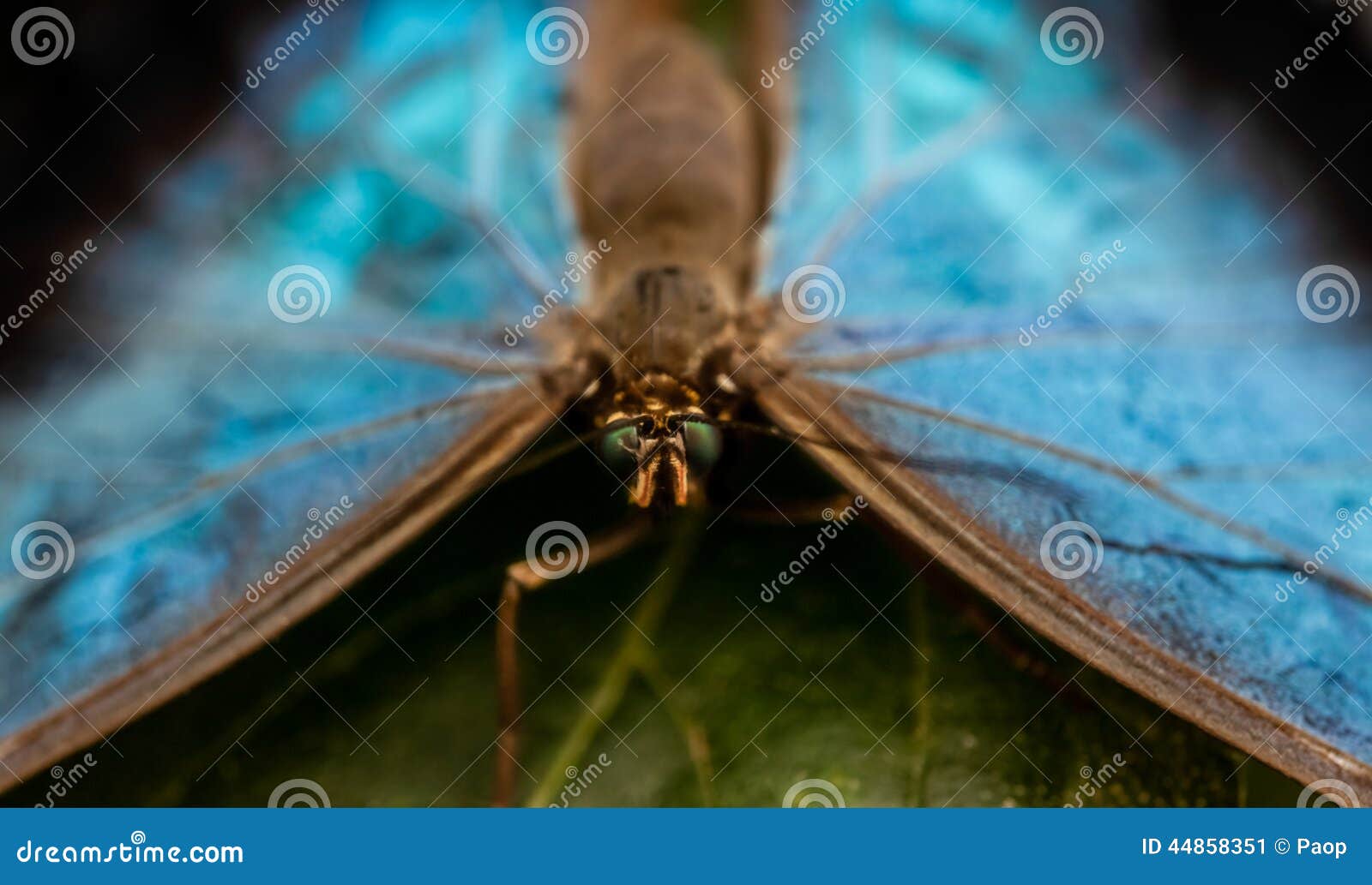 Peleides Blue Morpho Butterfly Close Up Stock Image - Image of growth ...