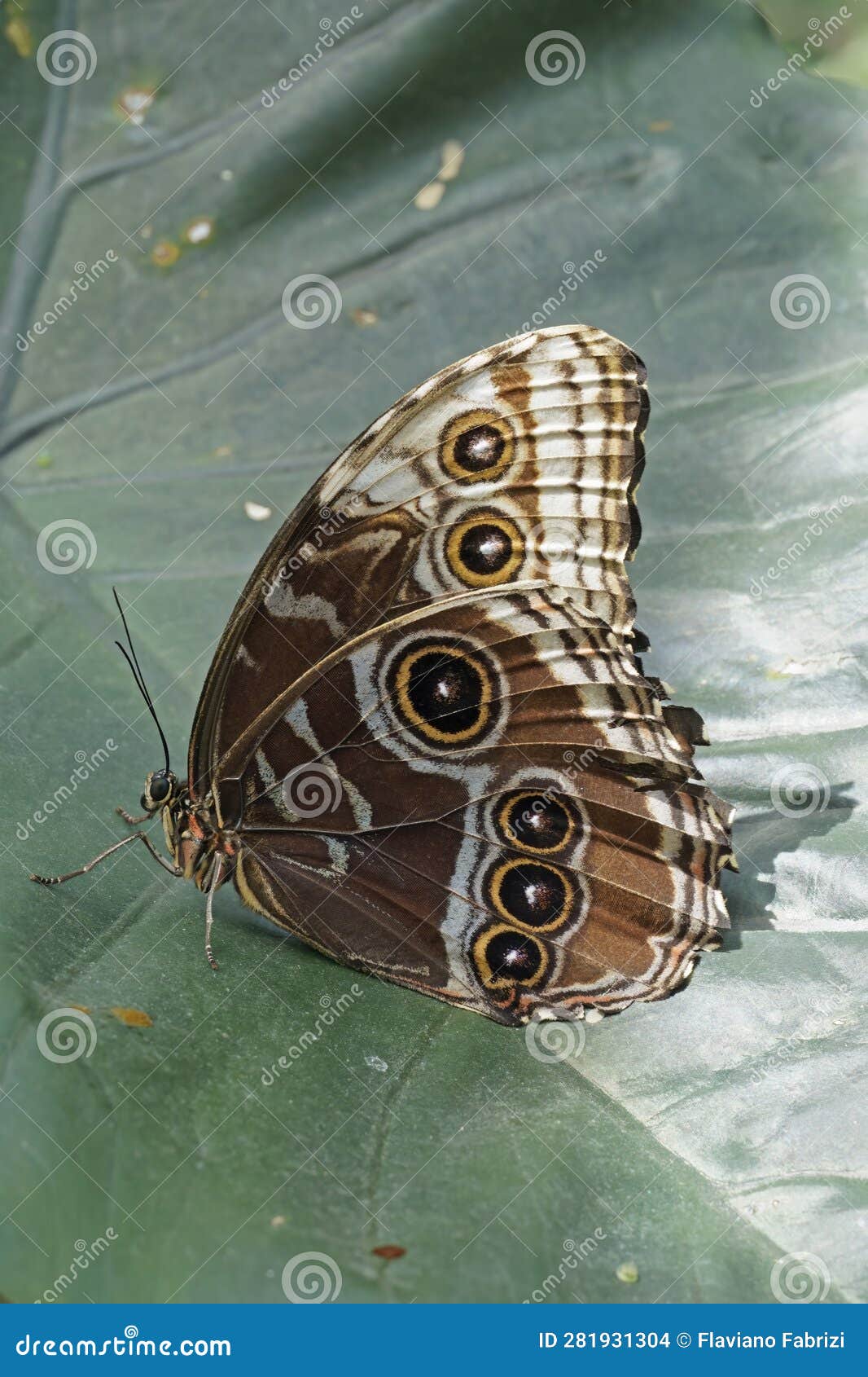 Close Up Of The Wings Of The Garuda Bird. Garuda Wisnu Kencana Statue ...