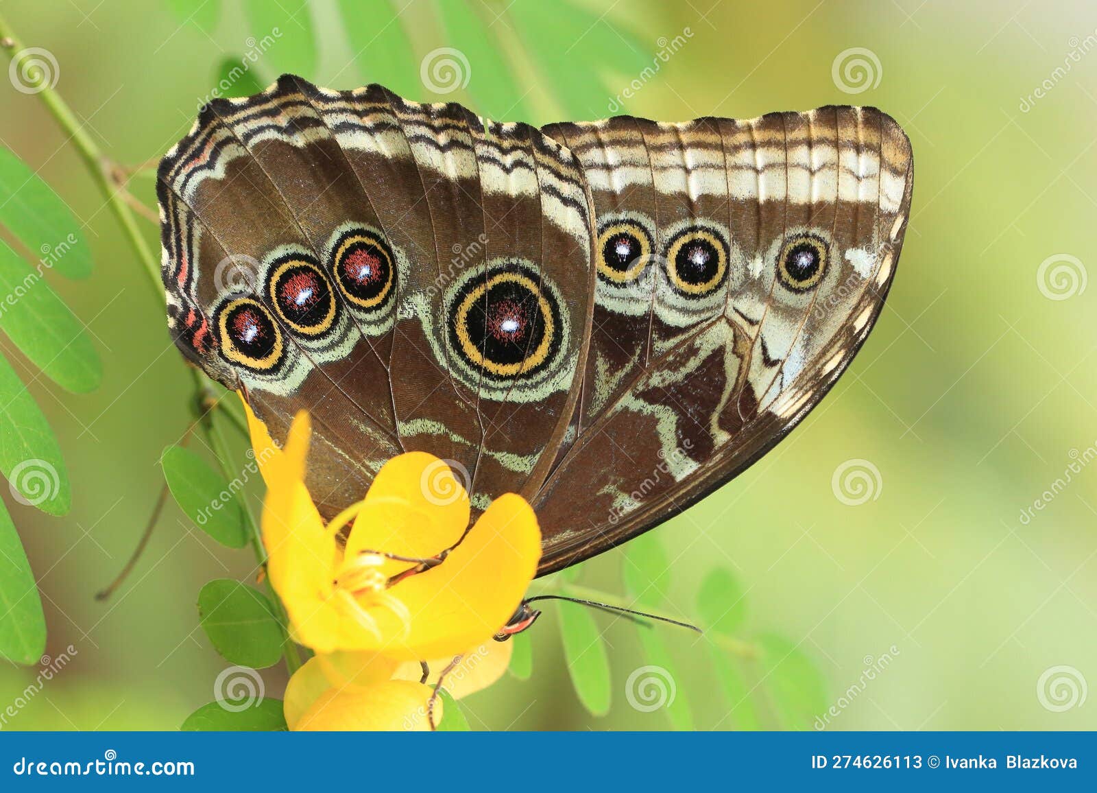 Peleides Blue Morpho - Morpho Peleides - Tropical Butterfly Sitting On ...