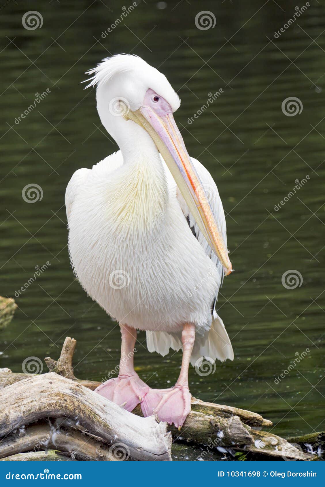 Pelican Picture. Image: 10341698