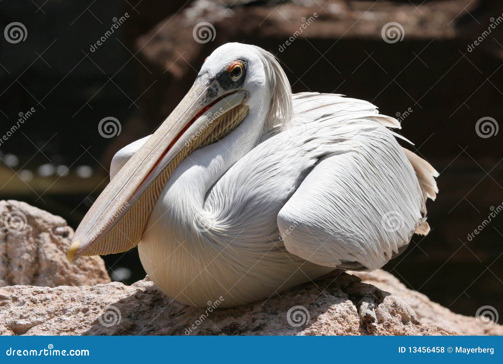 Pelican stock photo. Image of closeup, beauty, details - 13456458