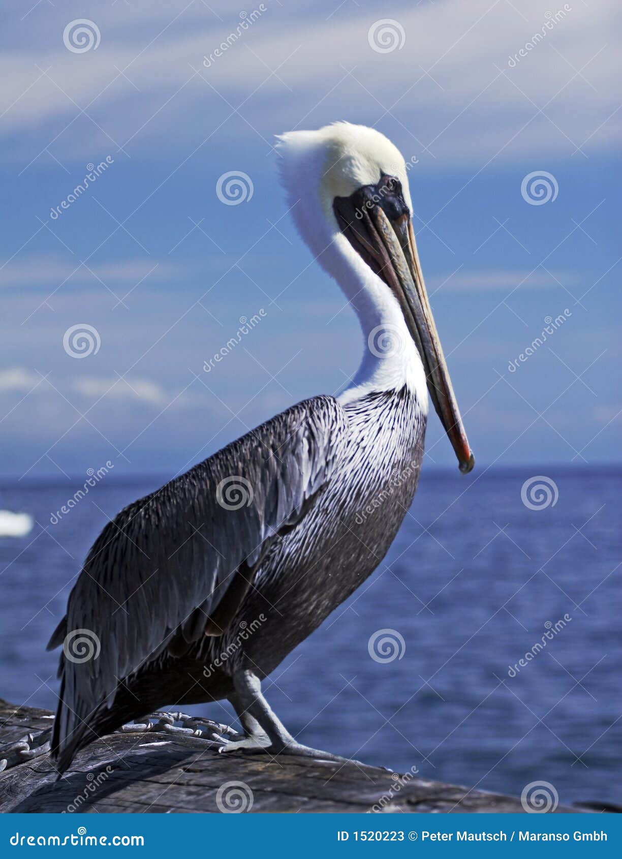 Pelican stock image. Image of photograph, beauty, bright - 1520223