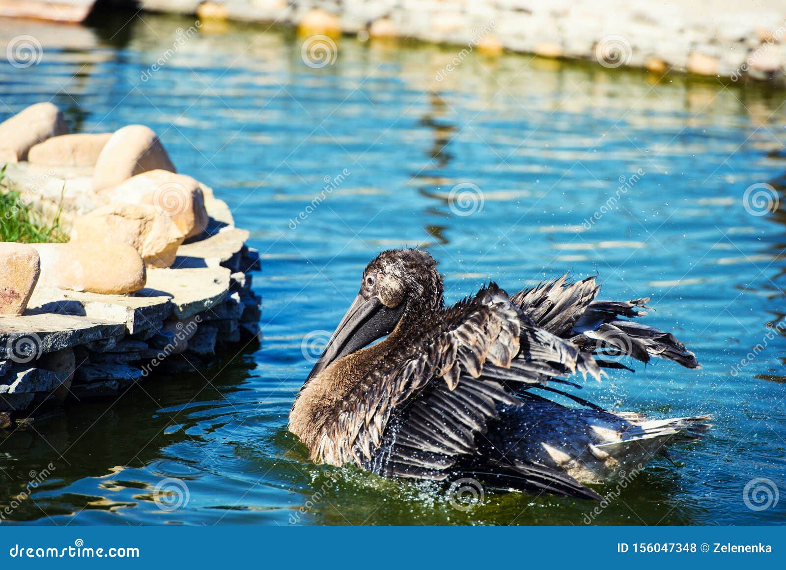 Pelican stock photo. Image of clean, portrait, pelicans - 156047348