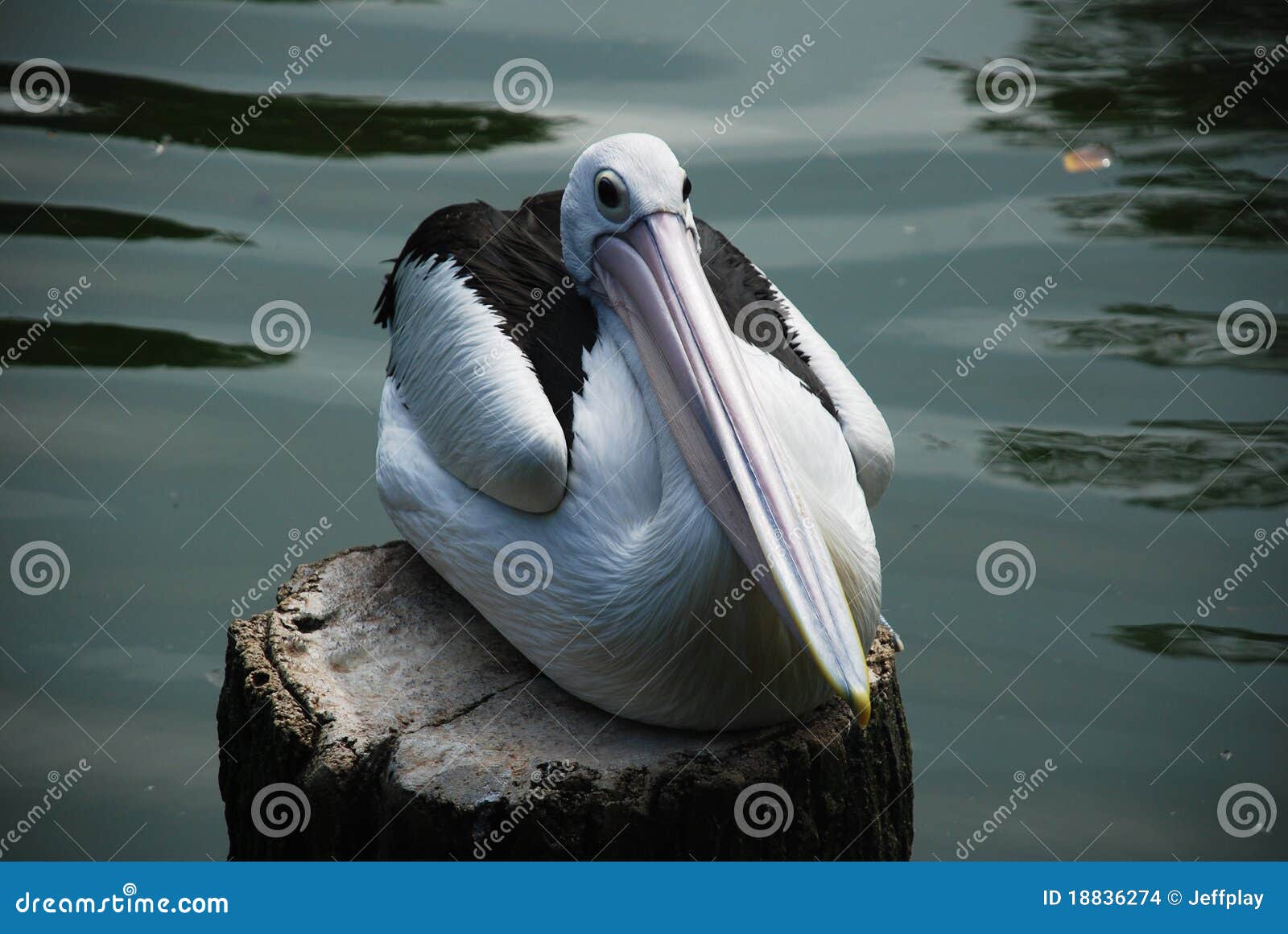 Pelican stock photo. Image of breede, south, africa, pouched - 18836274