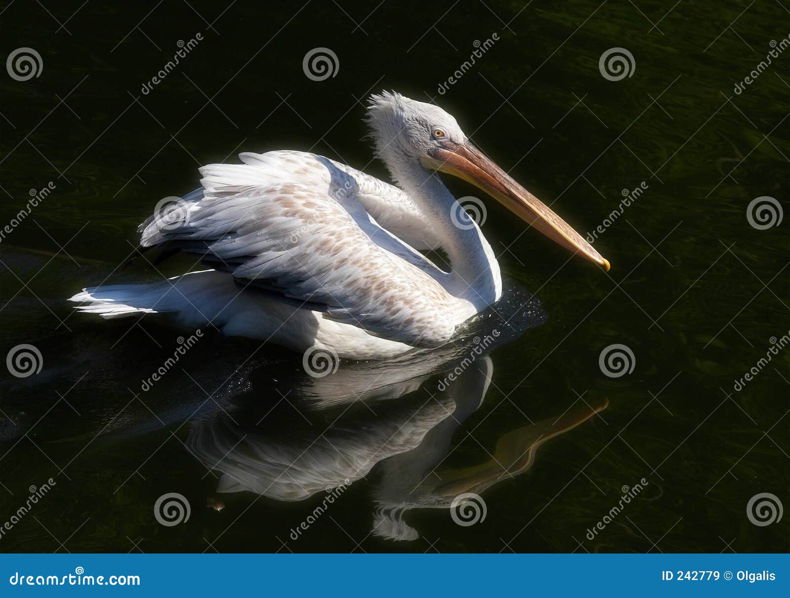 The Pelican Picture. Image: 242779