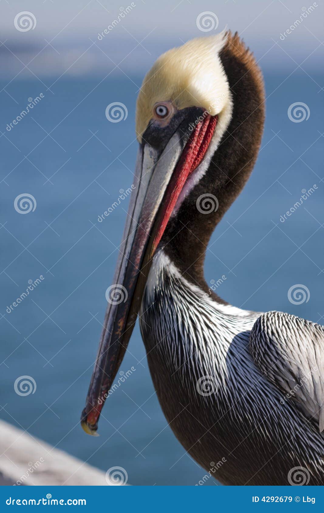 Pelican stock image. Image of summer, colorfull, occidentalis - 4292679