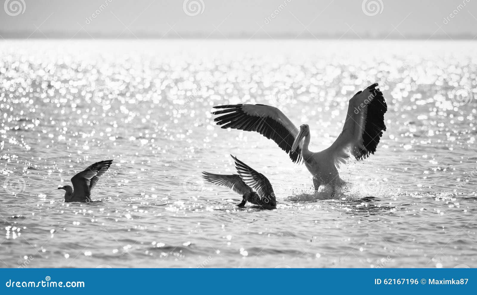Pelican Attacks Gull, To Take Away Fish Stock Photo - Image of fish ...