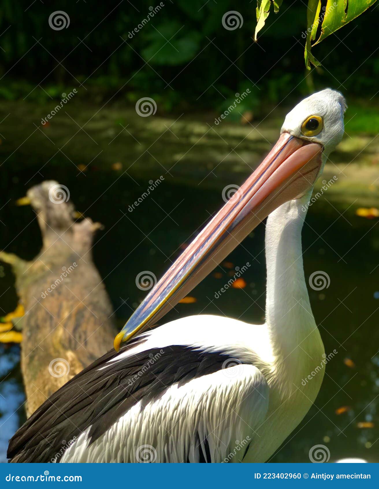 PELICAN stock photo. Image of pelican, animal, backward - 223402960