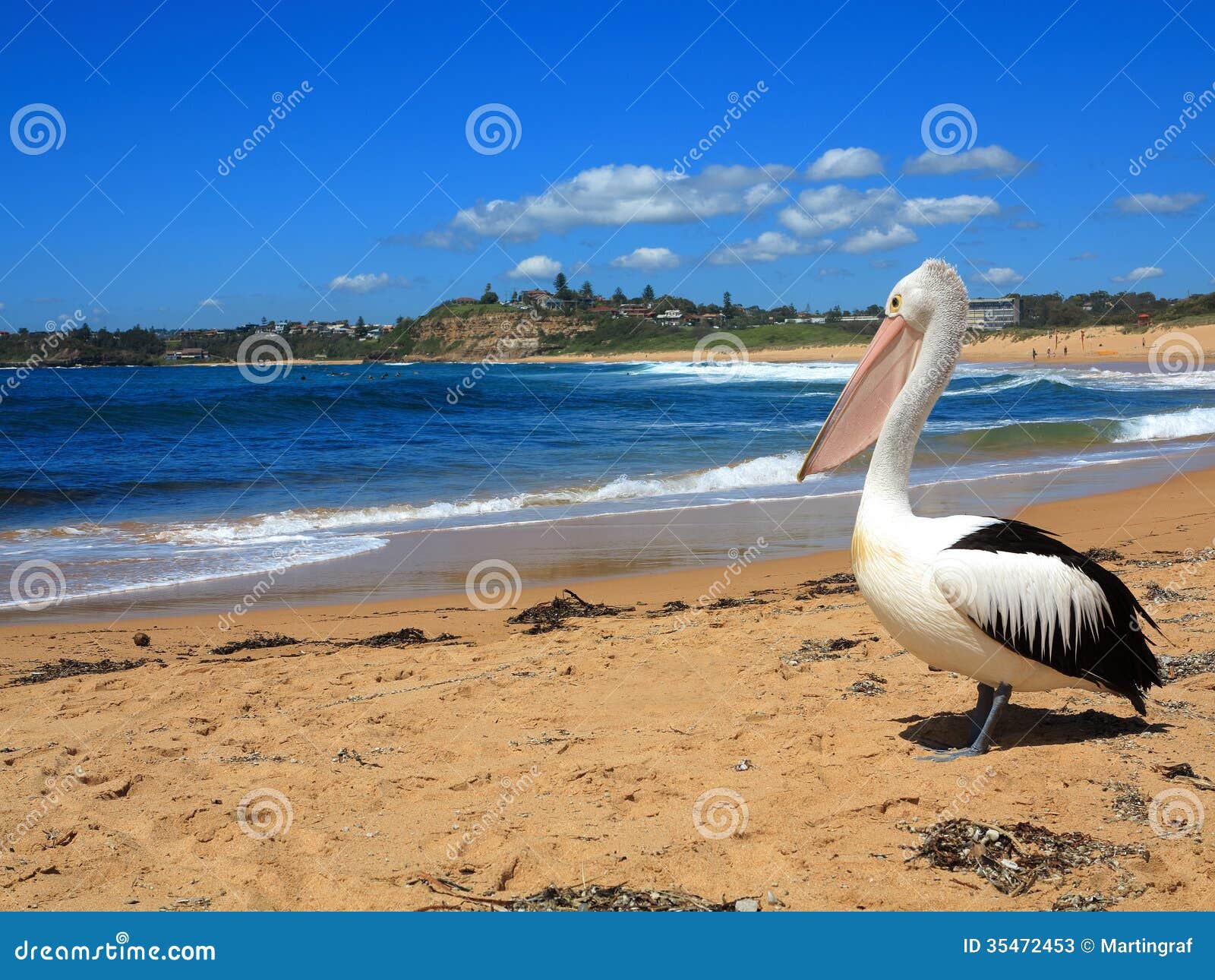 Pelican at Beach of Coastal Area Sydney, Australia Stock Image - Image ...