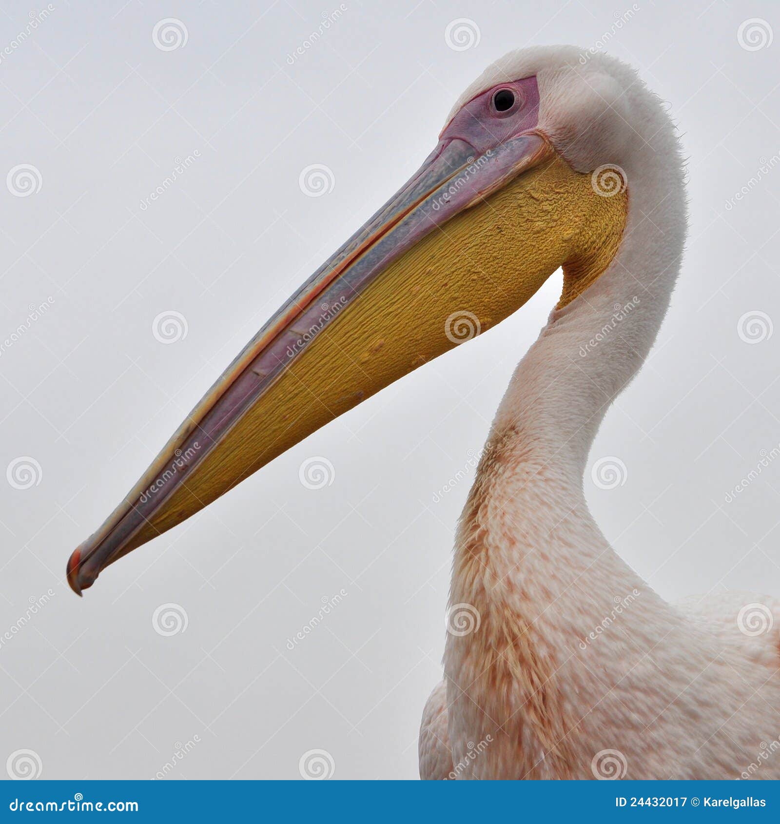 Pelican bird stock image. Image of africa, bird, throat - 24432017