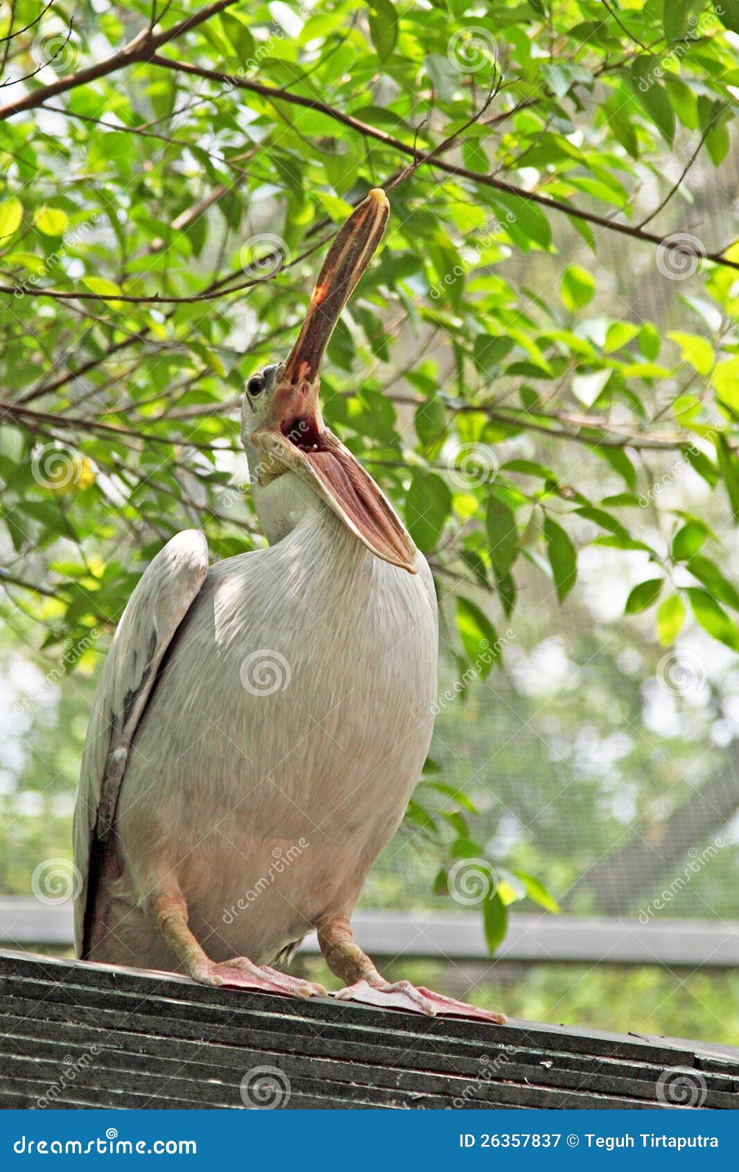 Pelican Bird On Green Grass Field Royalty-Free Stock Image ...