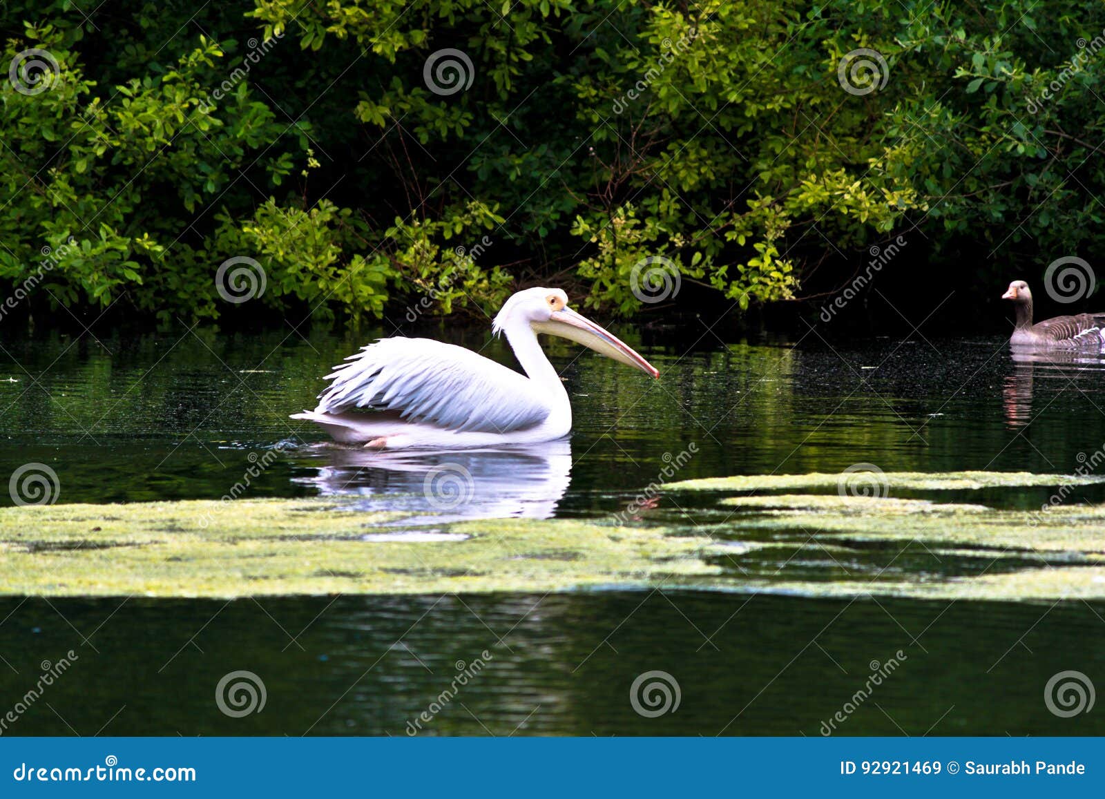 Pelican Bird stock image. Image of migratory, light, animal - 92921469