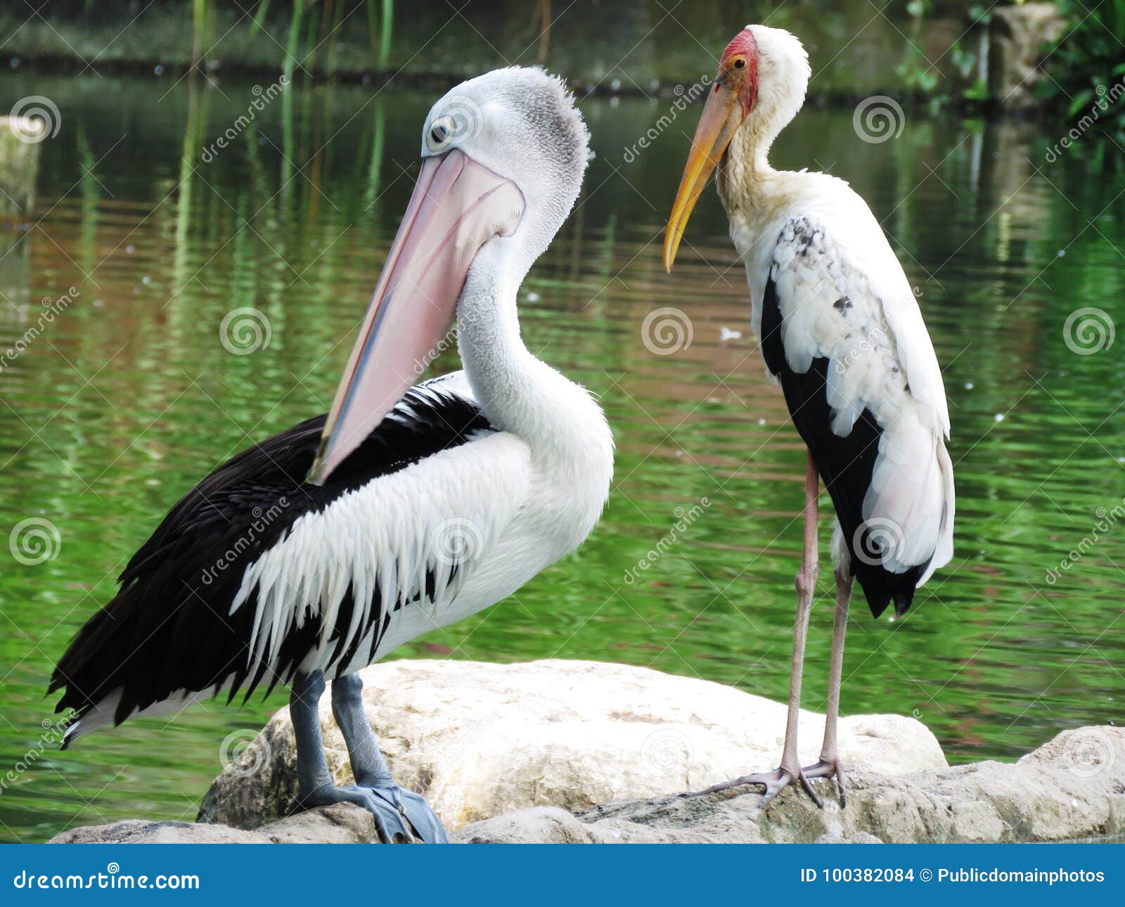 Pelican, Bird, Beak, Stork Picture. Image: 100382084