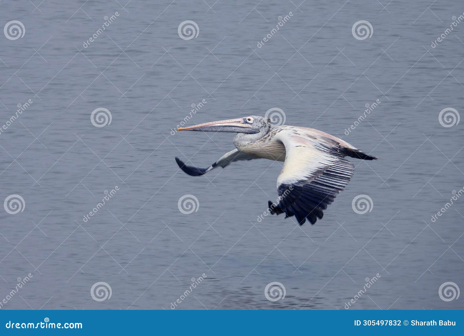 Pelican bird in flight stock photo. Image of flying - 305497832