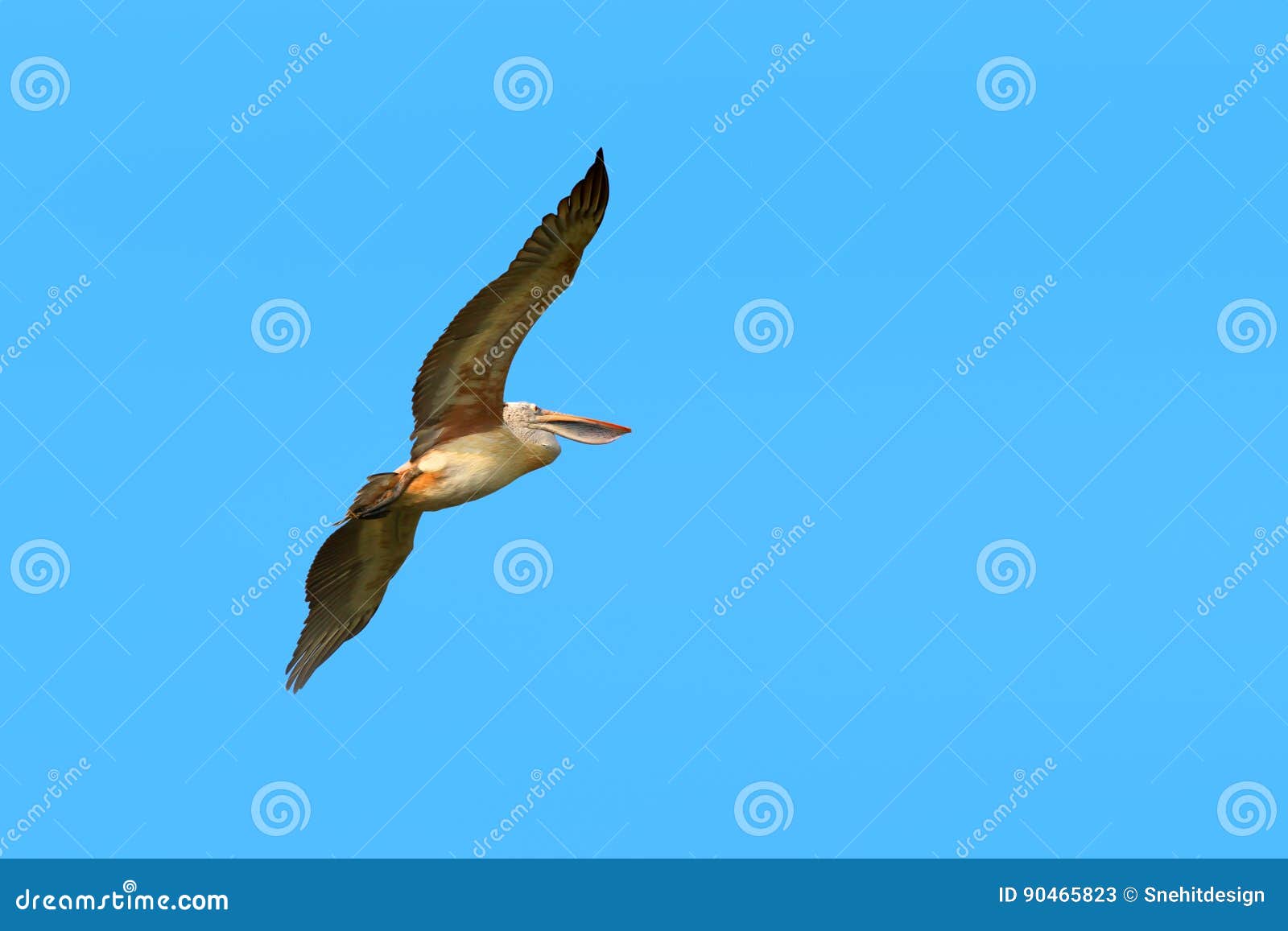 Pelican bird flying stock image. Image of natural, bird - 90465823