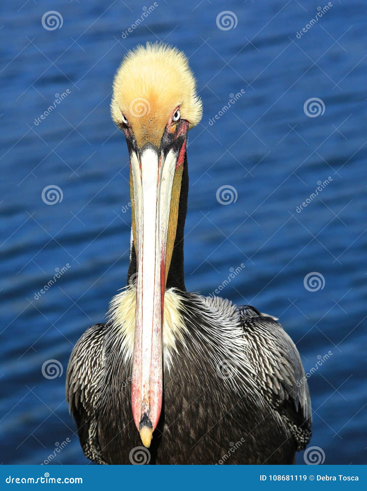 Pelican bird stock image. Image of santabarbara, facing - 108681119