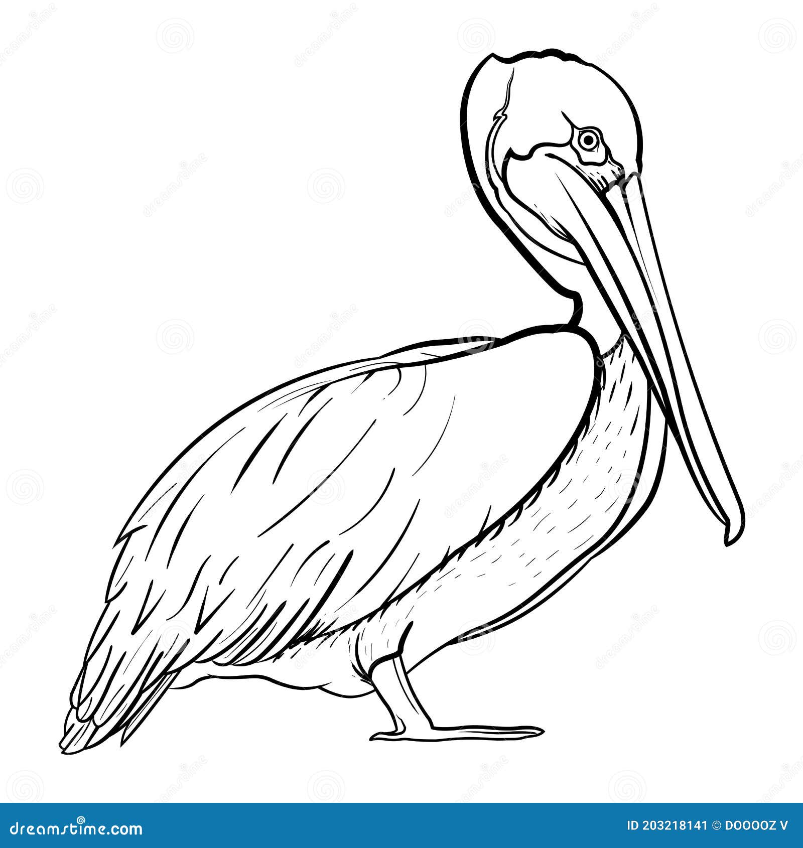 Pelican Bird Line Drawing Cartoon Vector | CartoonDealer.com #203218141