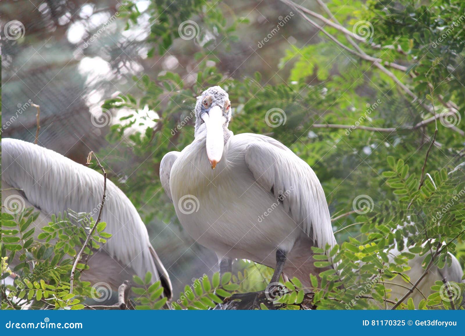 Pelican Bird Looking at Camera Stock Image - Image of pelecanus, park ...