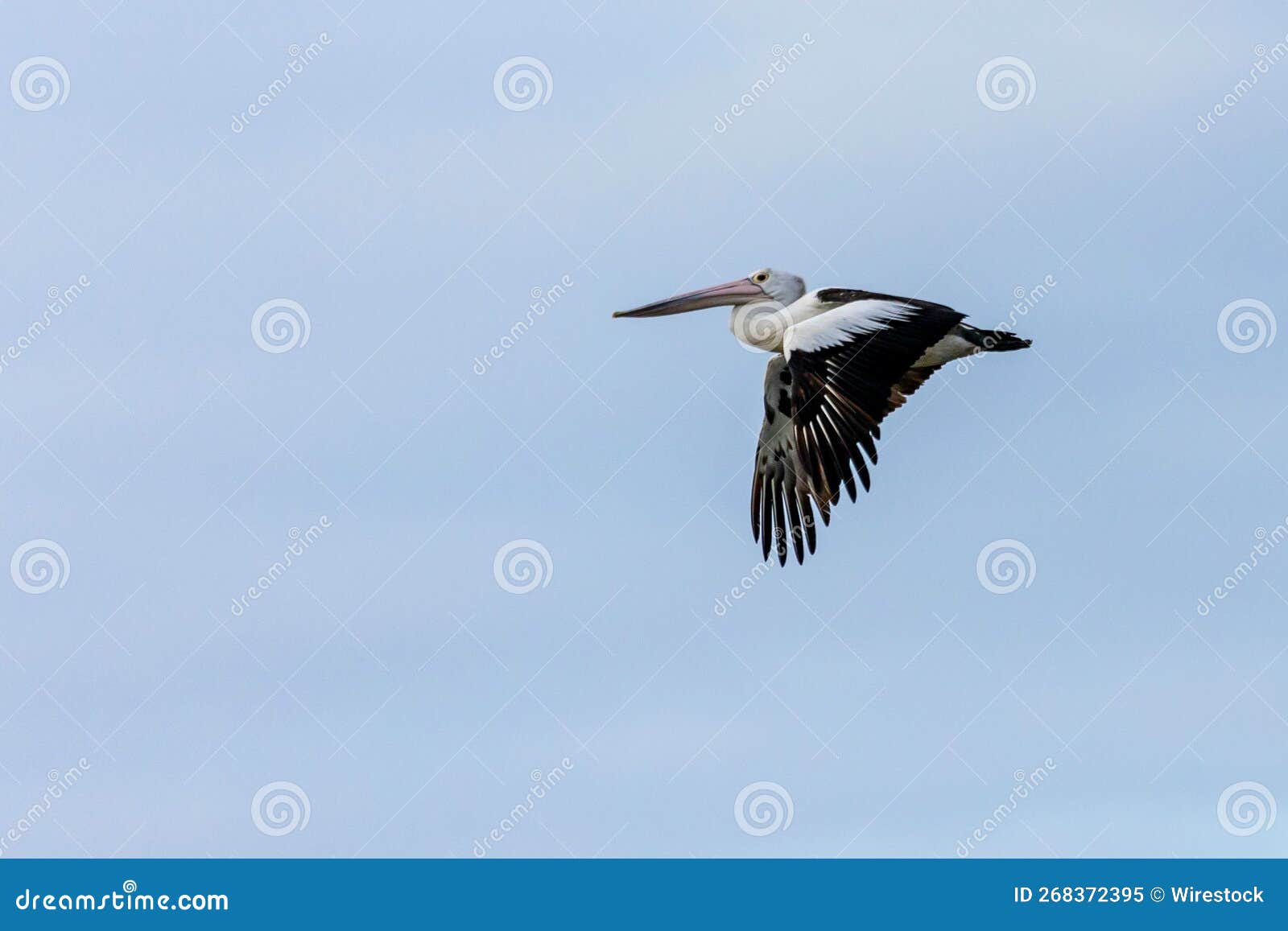 Pelican bird mid flight stock image. Image of wings - 268372395