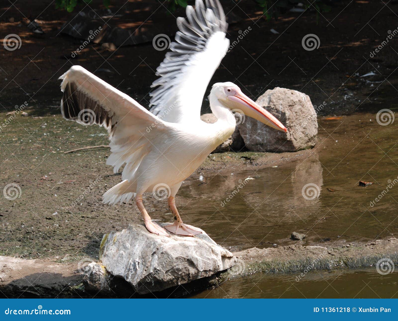 Pelican bird open wing stock photo. Image of pelican - 11361218