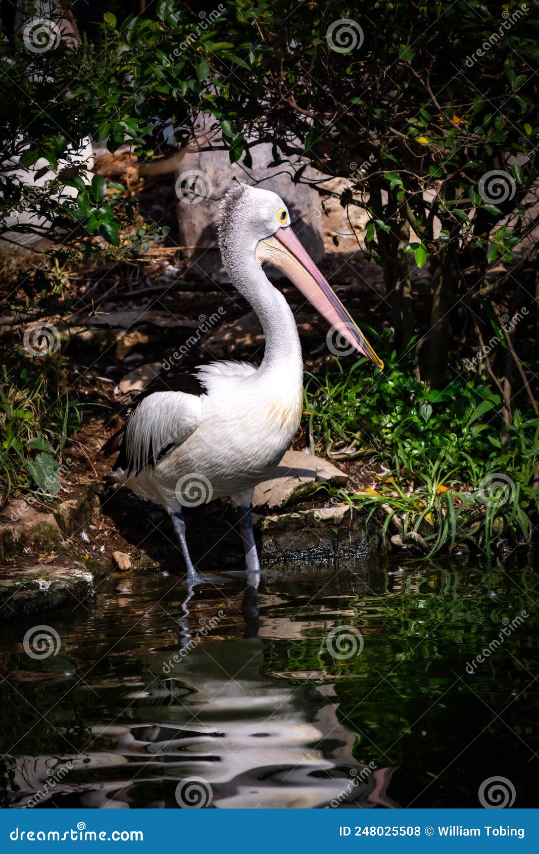 Pelican Bird Standing on Side of Pool Stock Photo - Image of standing ...