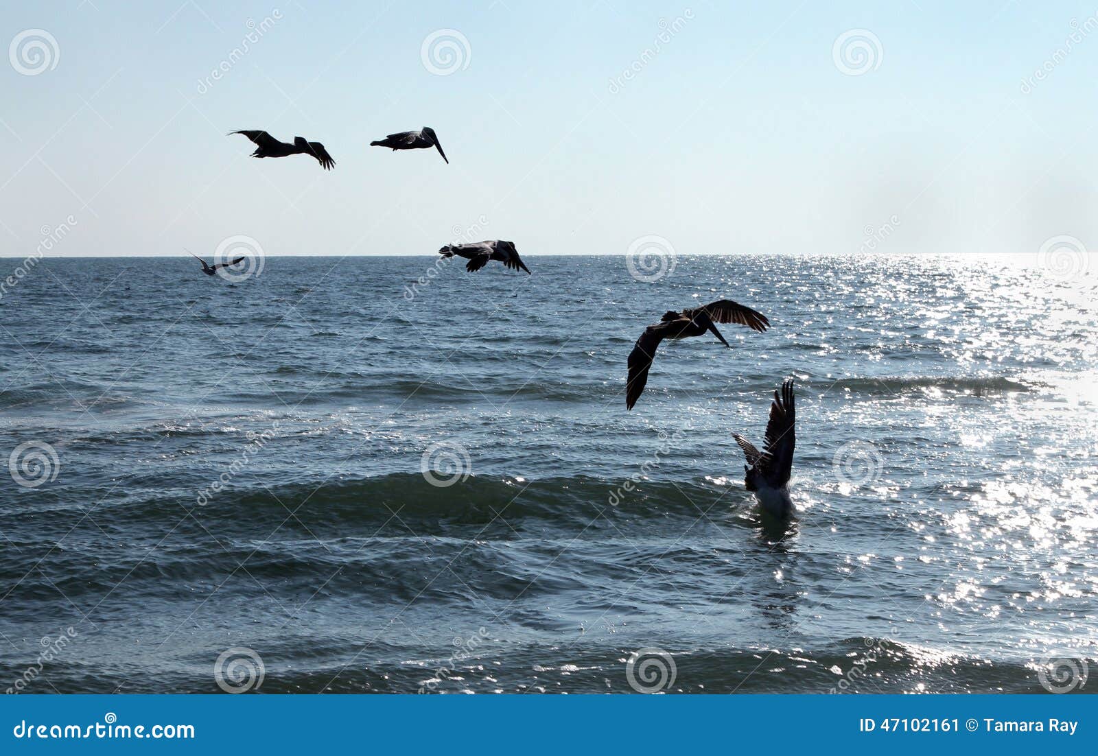 Pelican Birds Diving into Ocean Stock Image - Image of coastal, life ...