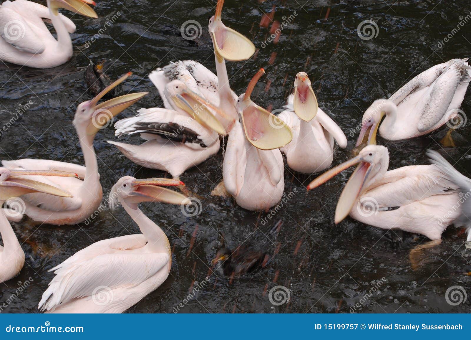 Pelican birds getting food stock image. Image of open - 15199757